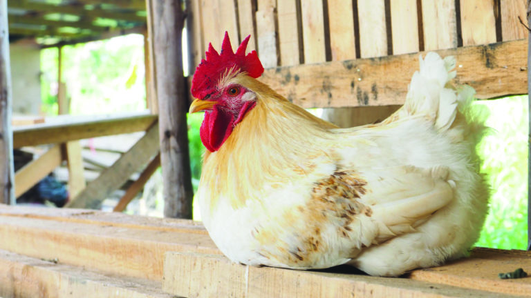 Le bec des poules - L'info-journal Junior